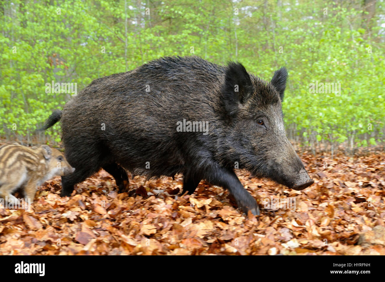 Wild boar (Sus scrofa), wild sow running, captive, North Rhine ...