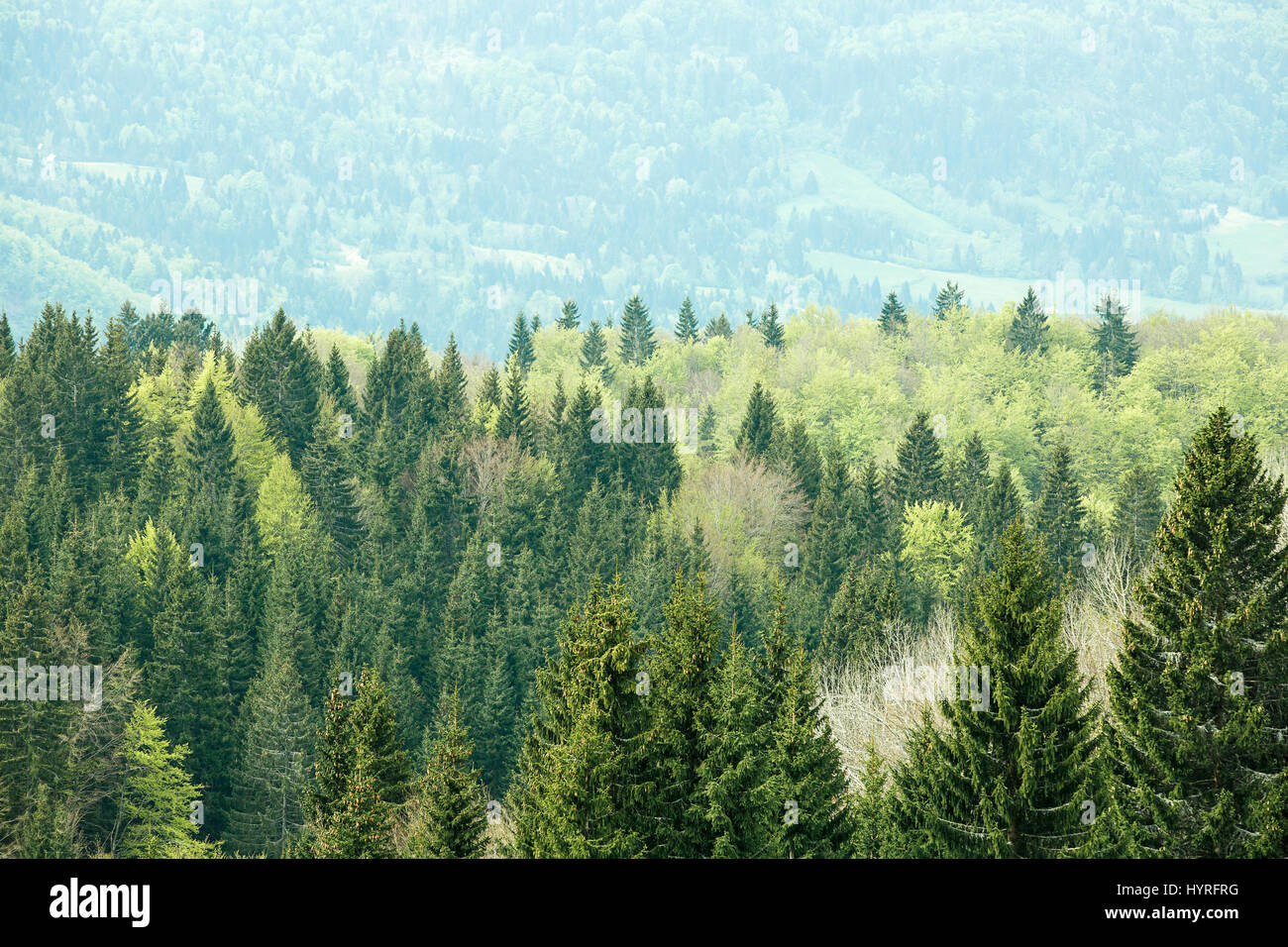 Healthy, colorful coniferous and deciduous forest with old and big ...