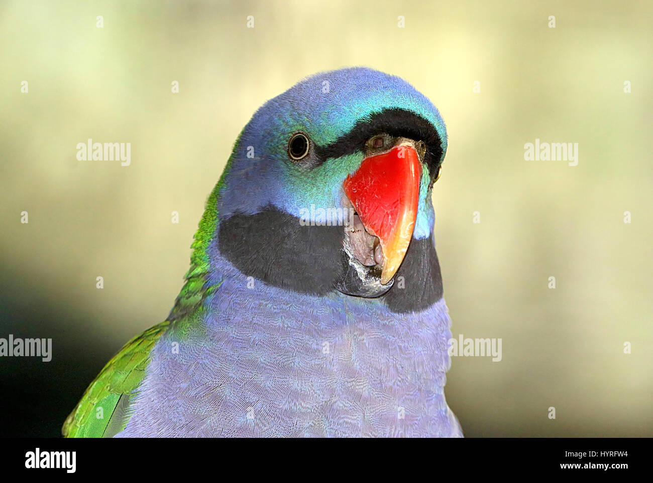 Derbys parakeet High Resolution Stock Photography and Images - Alamy