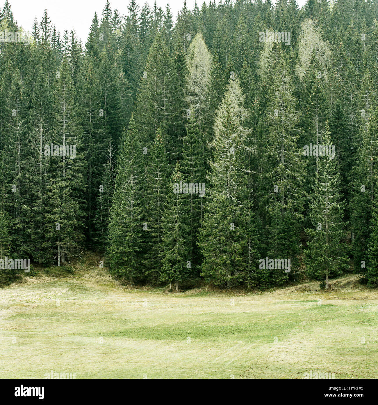 Healthy coniferous trees in forest of old spruce, fir, larch and pine ...
