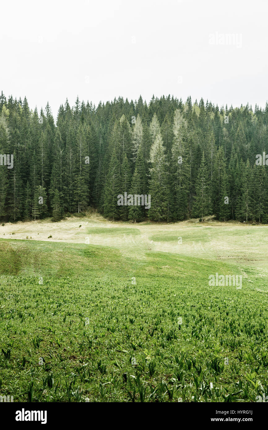 Alpine vegetation alpine fir trees hi-res stock photography and images ...