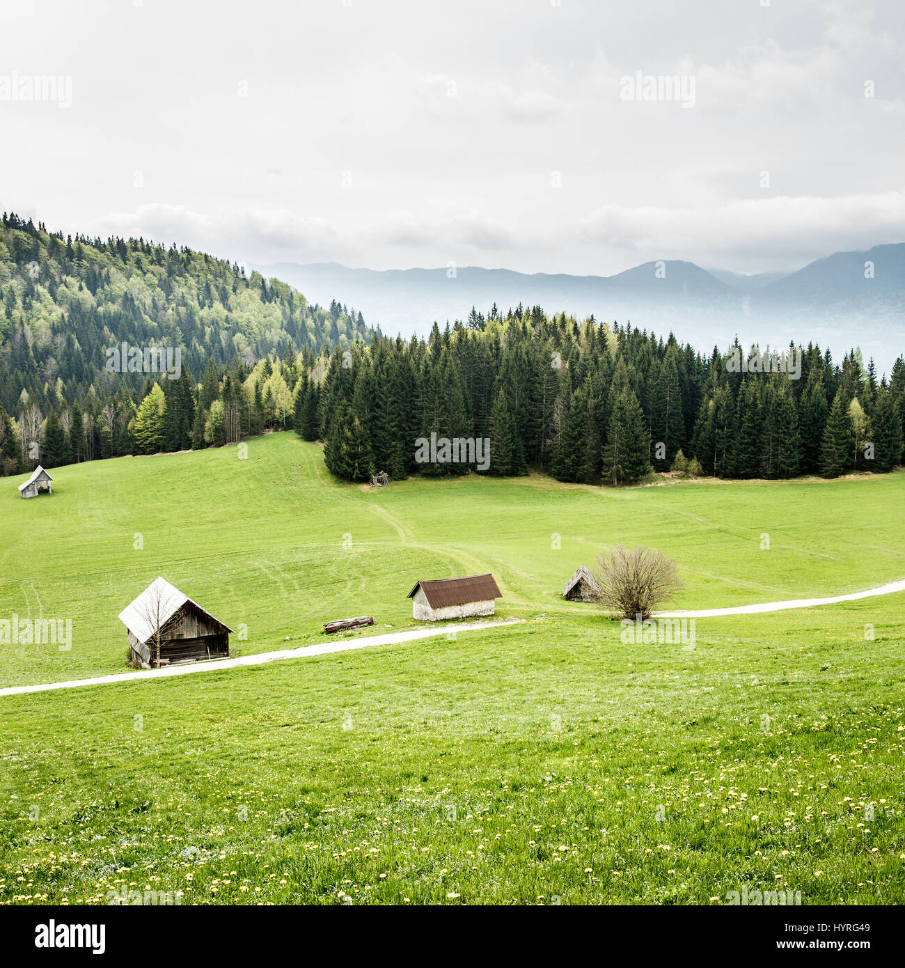 Idyllic dairy farms on alpine meadow with coniferous and deciduous ...