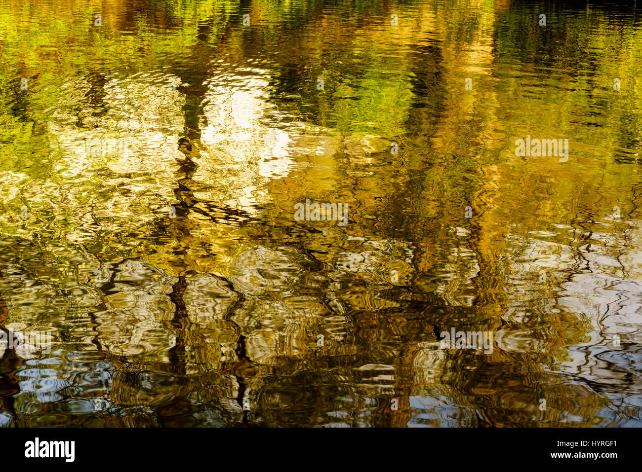 Reflections of trees in a pond Stock Photo - Alamy
