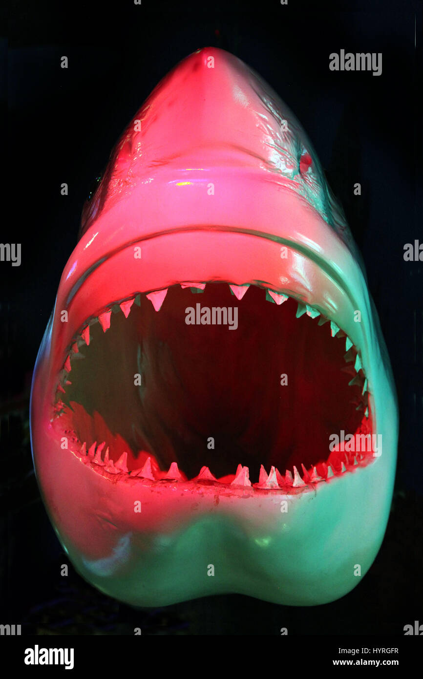 Shark ready to bite you Stock Photo - Alamy