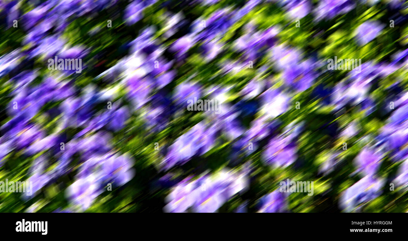 blur in the spring colors flowers and garden Stock Photo - Alamy