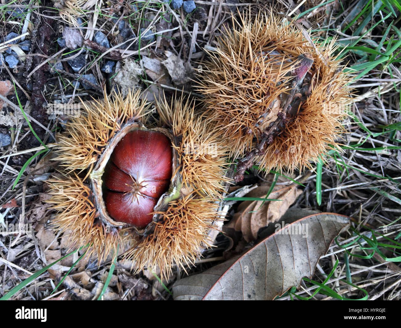 Chesnuts on the ground Stock Photo - Alamy