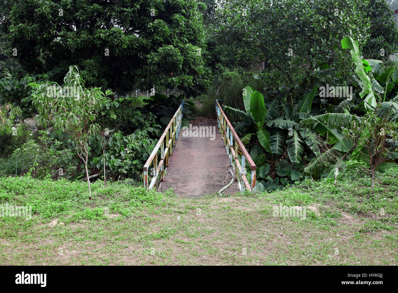Bridge to escape in the forest Stock Photo - Alamy