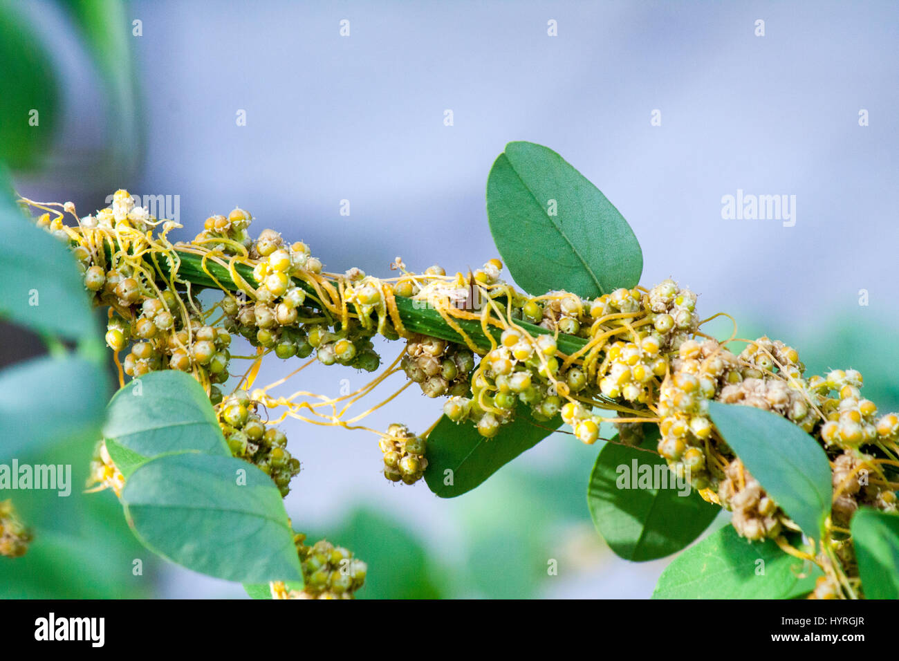 Dodder Genus Cuscuta is parasitic and totally dependent on other host ...