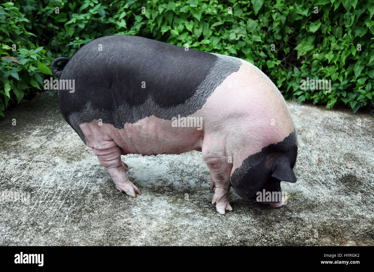 Pot belly pigs hi-res stock photography and images - Alamy