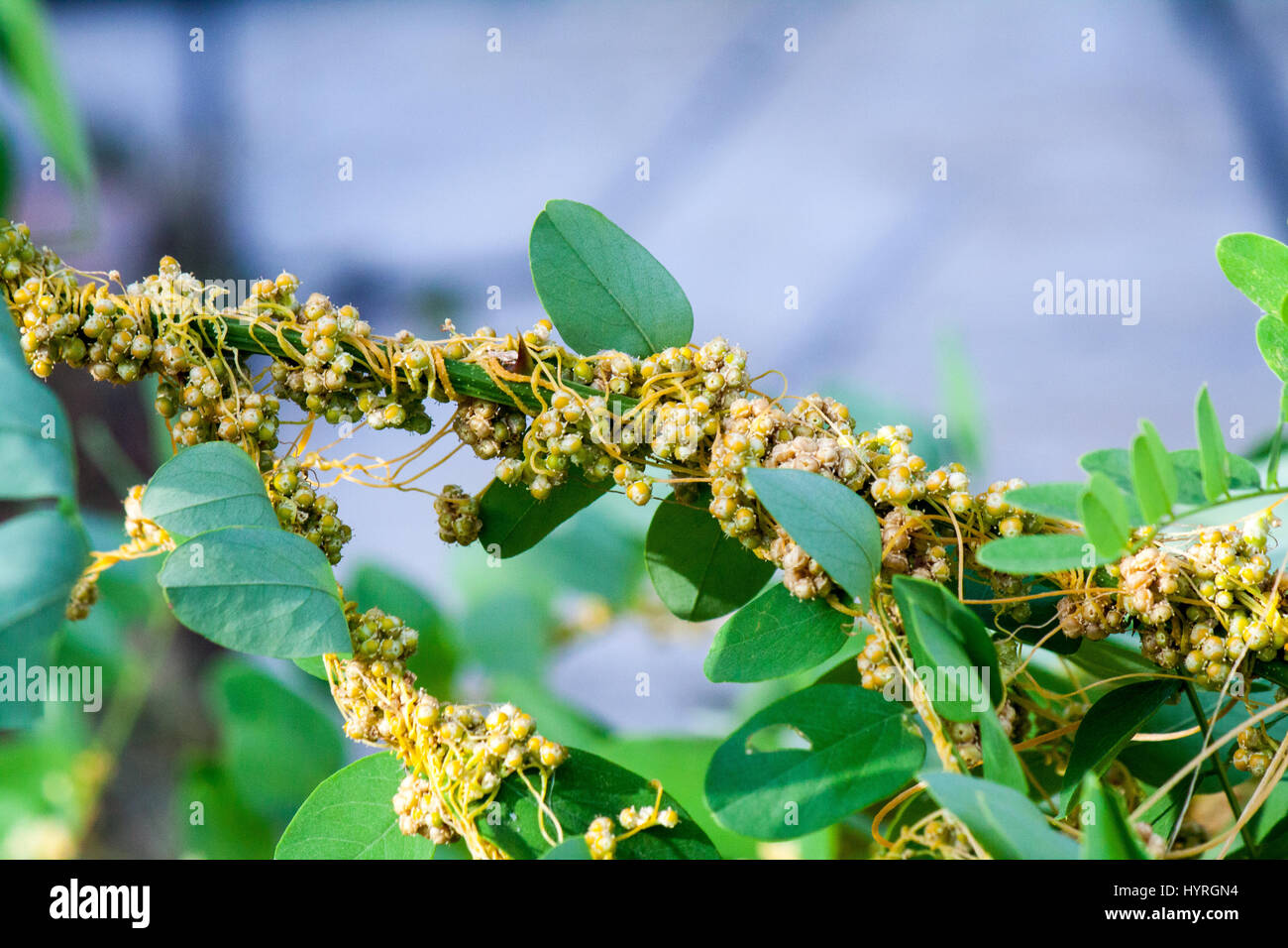 Dodder Genus Cuscuta is parasitic and totally dependent on other host ...