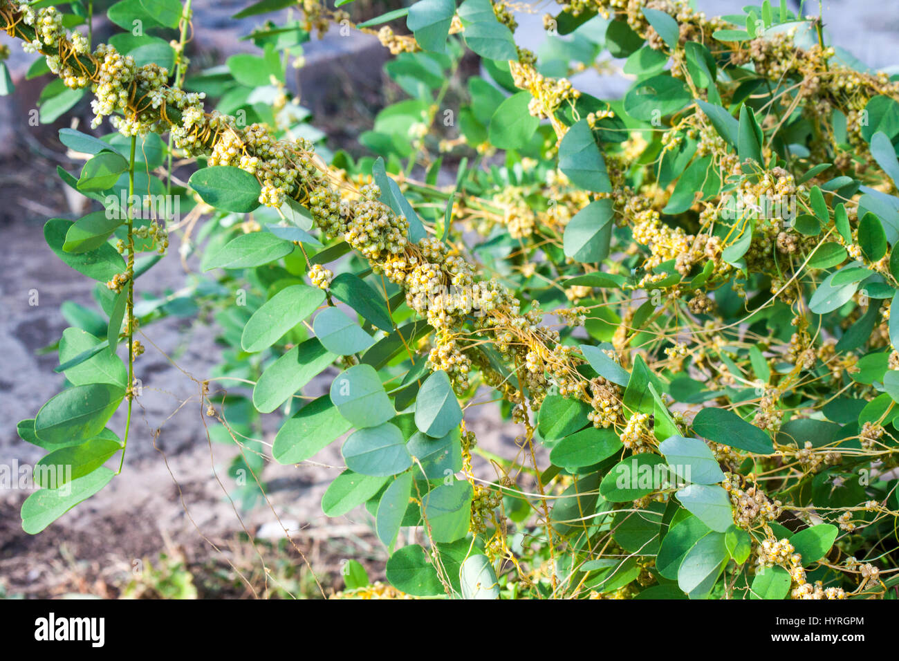 Dodder Genus Cuscuta is parasitic and totally dependent on other host ...
