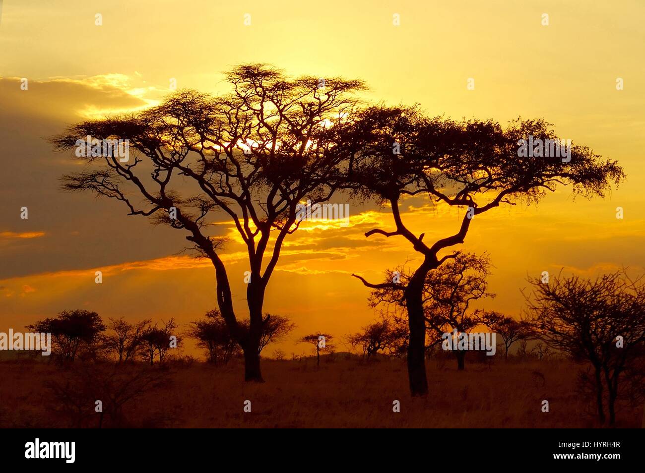 Africa, Tanzania, sunset Stock Photo - Alamy