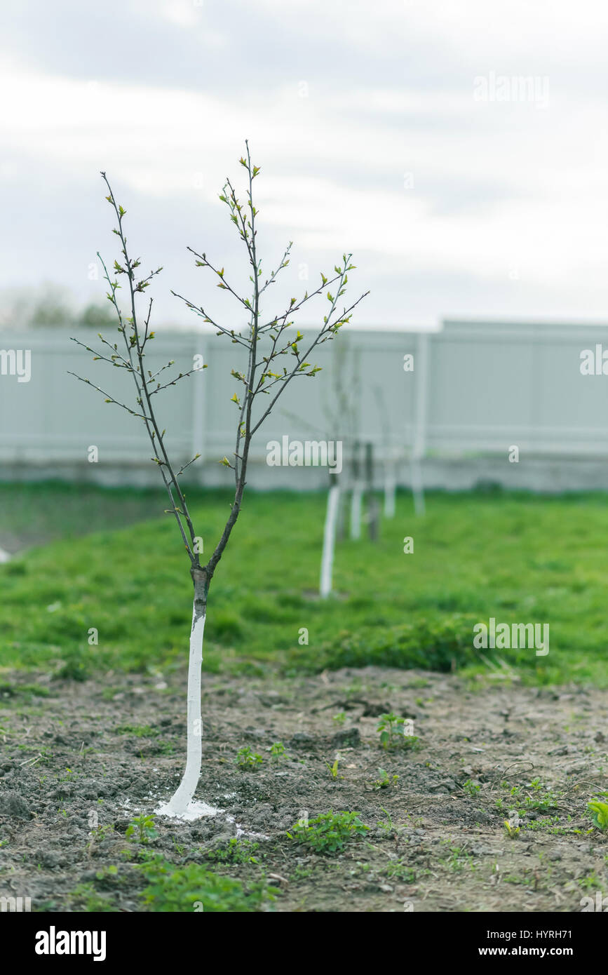 Young trees with whitewashed trunk spring. Ukraine Stock Photo - Alamy