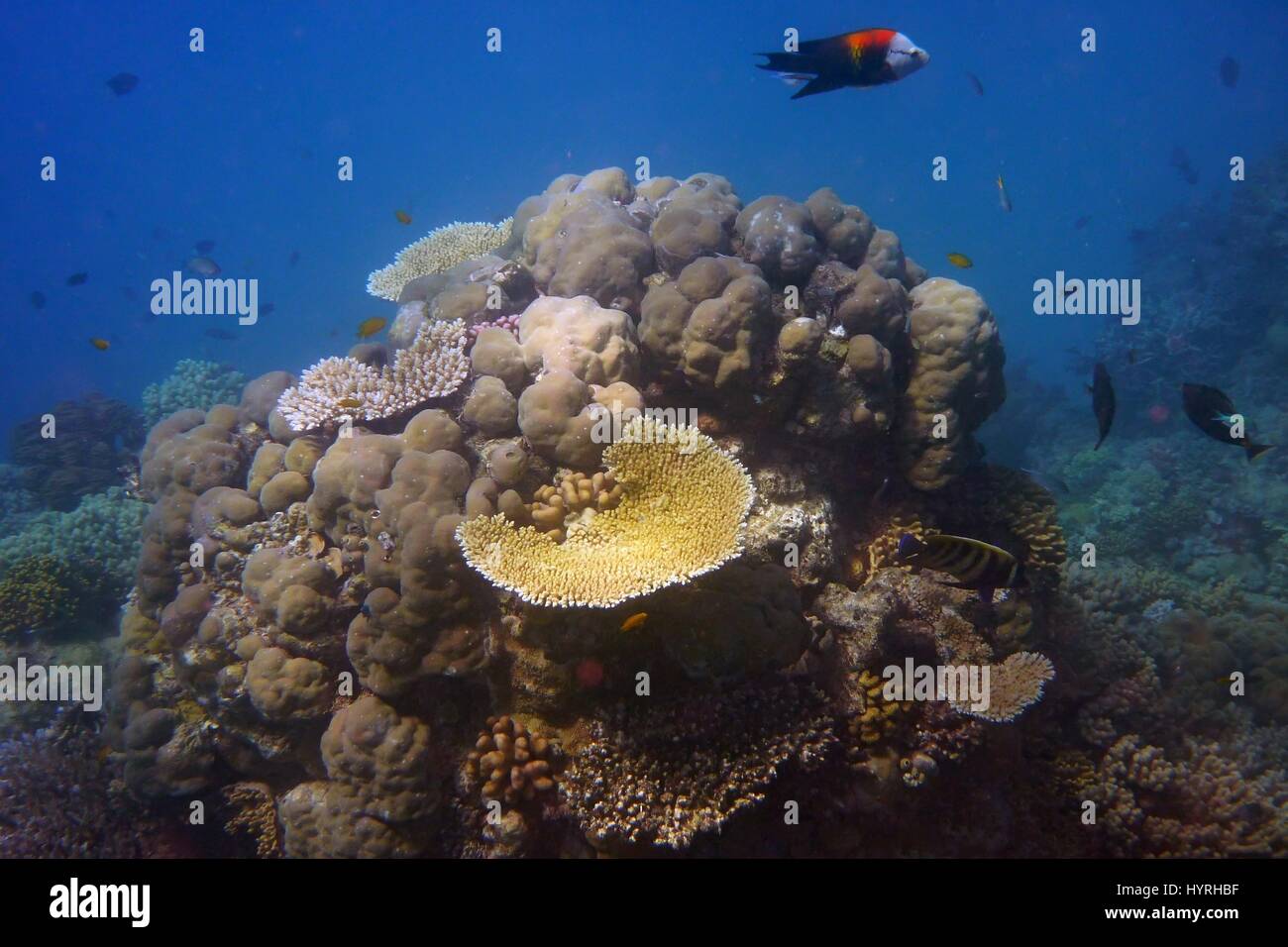 Australia, Queensland, Great Barrier Reef, Underwater Stock Photo - Alamy