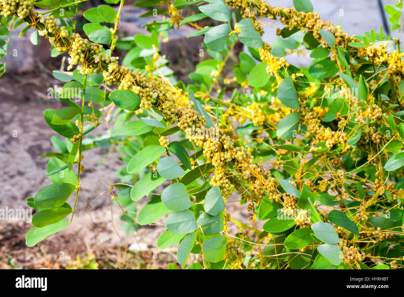 Dodder Genus Cuscuta is parasitic and totally dependent on other host ...