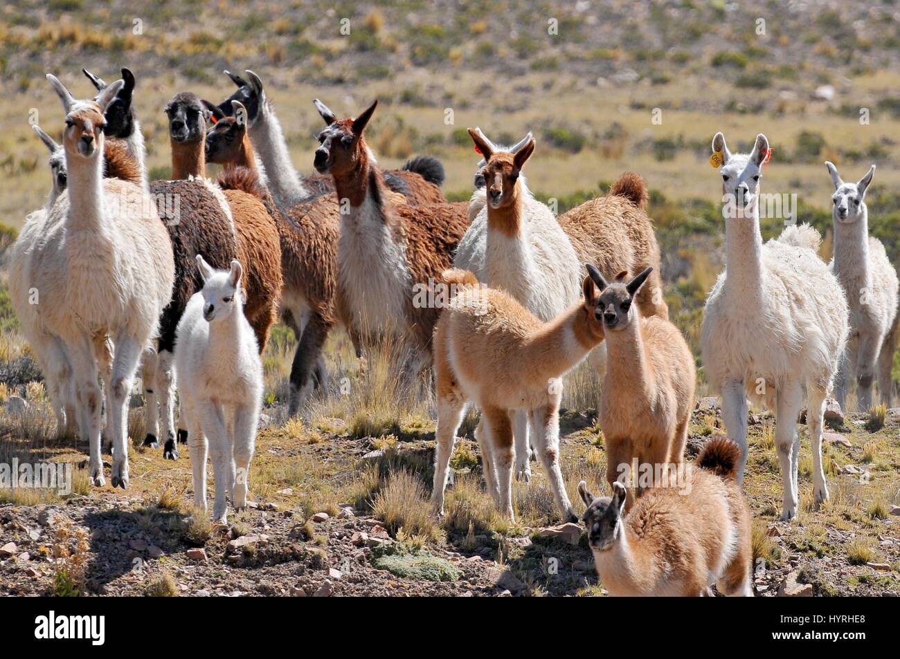 Peru, Llamas, Lama glama Stock Photo - Alamy