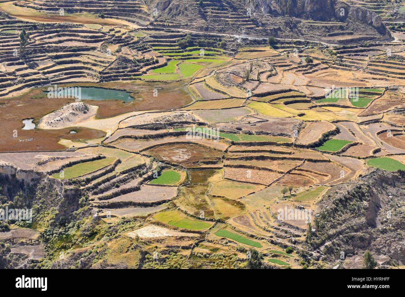 Peru, Colca Valley, Terrace Cultivation Stock Photo - Alamy