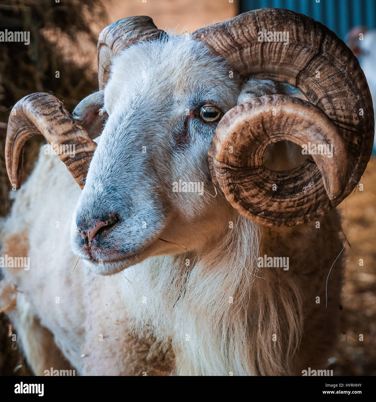 A mature ram with impressive curled horns Stock Photo - Alamy
