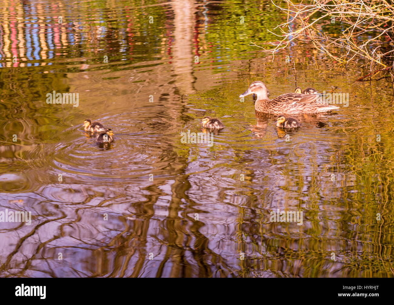 A mother duck and her family of newly born ducklings floating on the ...