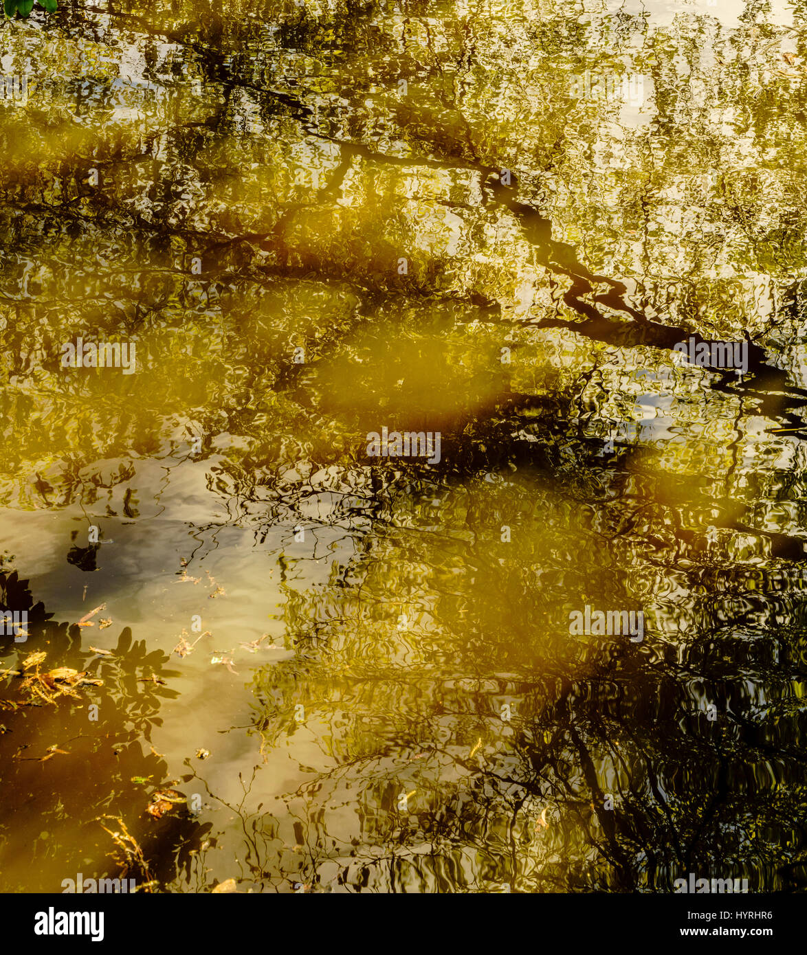 Abstract reflections of trees in a pond Stock Photo - Alamy