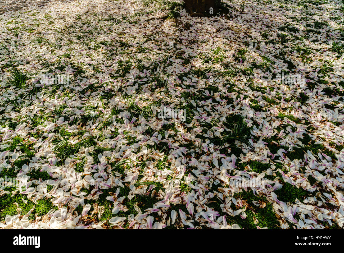 Fallen petals from a magnolia tree in springtime Stock Photo - Alamy