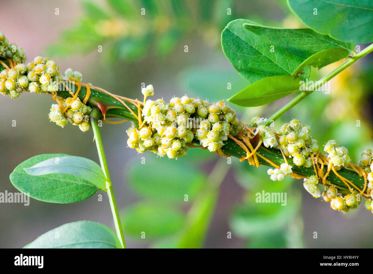 Dodder Genus Cuscuta is parasitic and totally dependent on other host ...