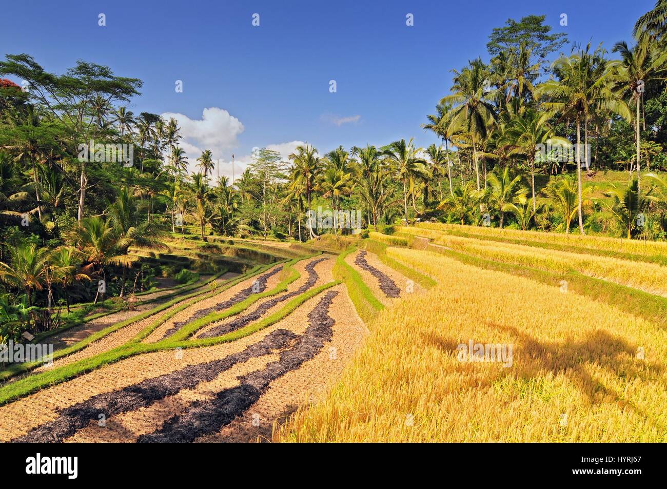 Terrace rice fields, Bali, Indonesia Stock Photo - Alamy