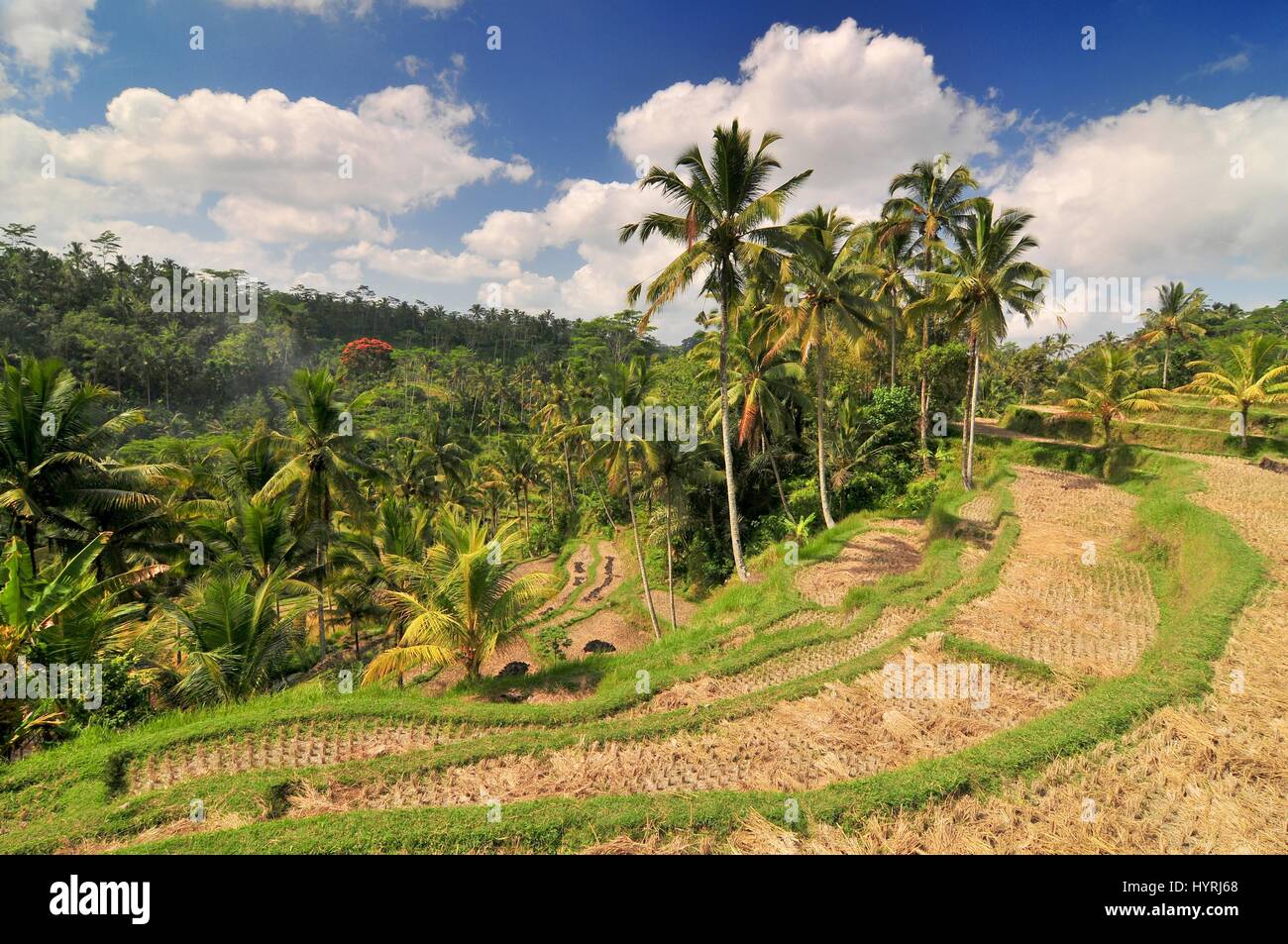 Terrace rice fields, Bali, Indonesia Stock Photo - Alamy