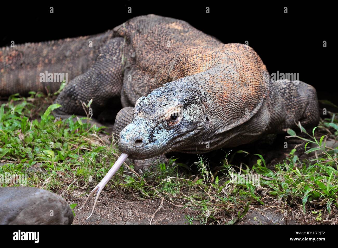 Komodo Dragon, the largest lizard in the world, Indonesia Stock Photo ...