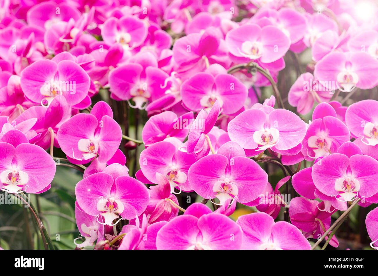 Violet lens flare hi-res stock photography and images - Alamy