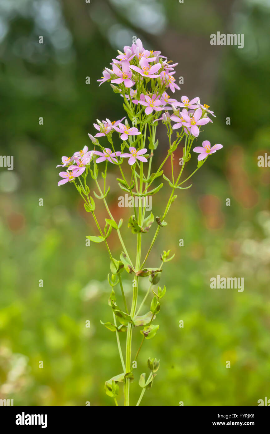 Prairie Rose Flower High Resolution Stock Photography and Images - Alamy
