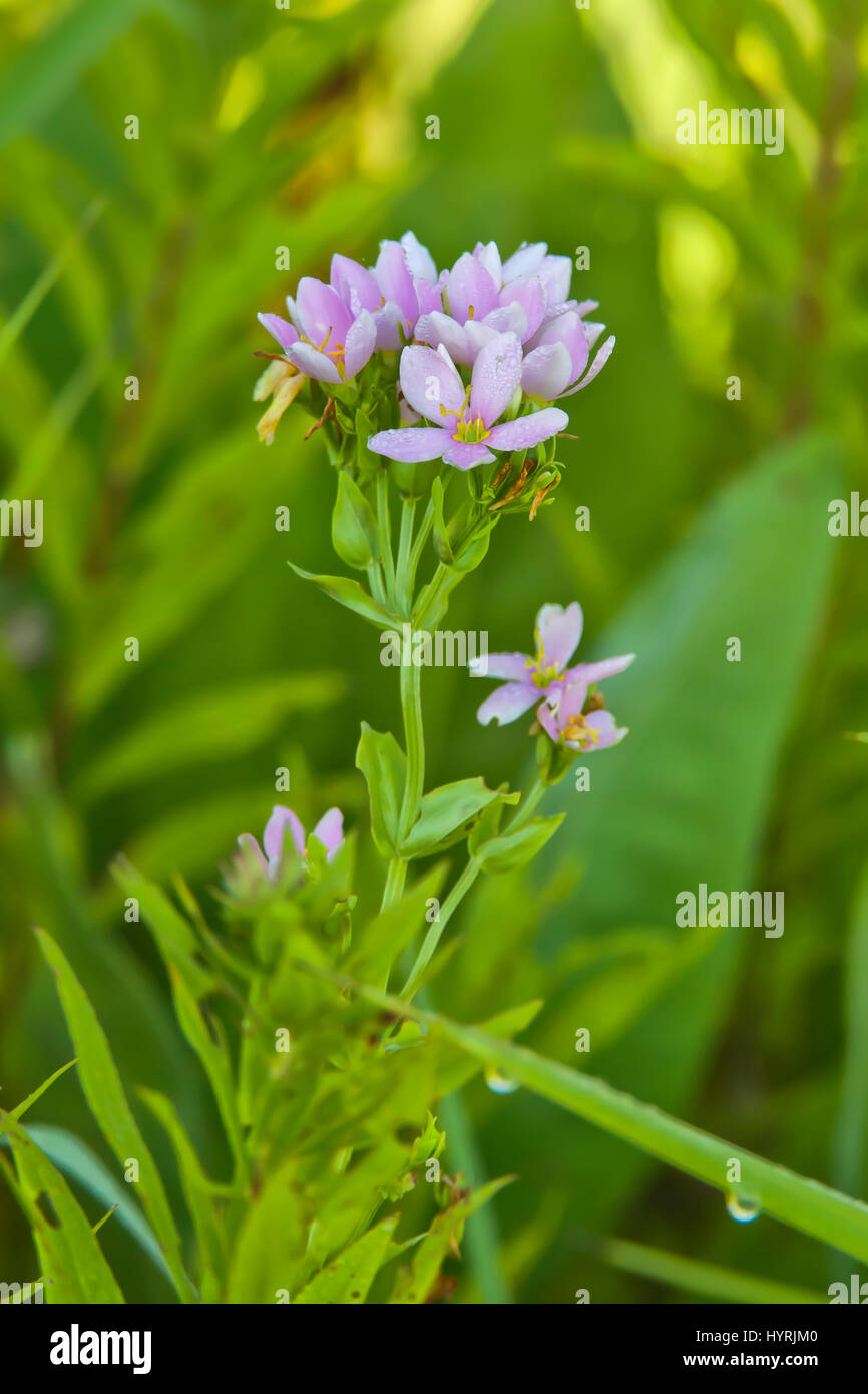 Prairie Rose Flower High Resolution Stock Photography and Images - Alamy