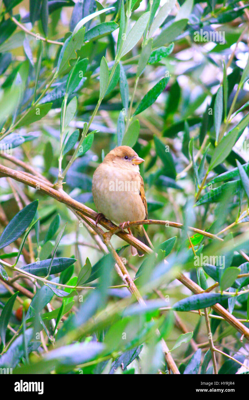A curious bird comes in for a closer look. Taken at Hamilton Gardens in ...