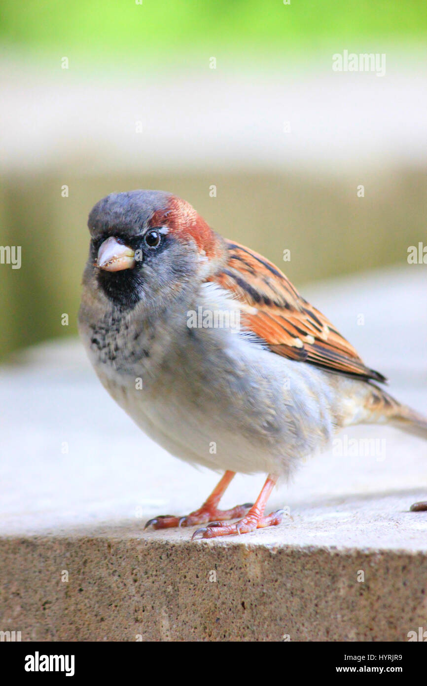A curious bird comes in for a closer look. Taken at Hamilton Gardens in ...