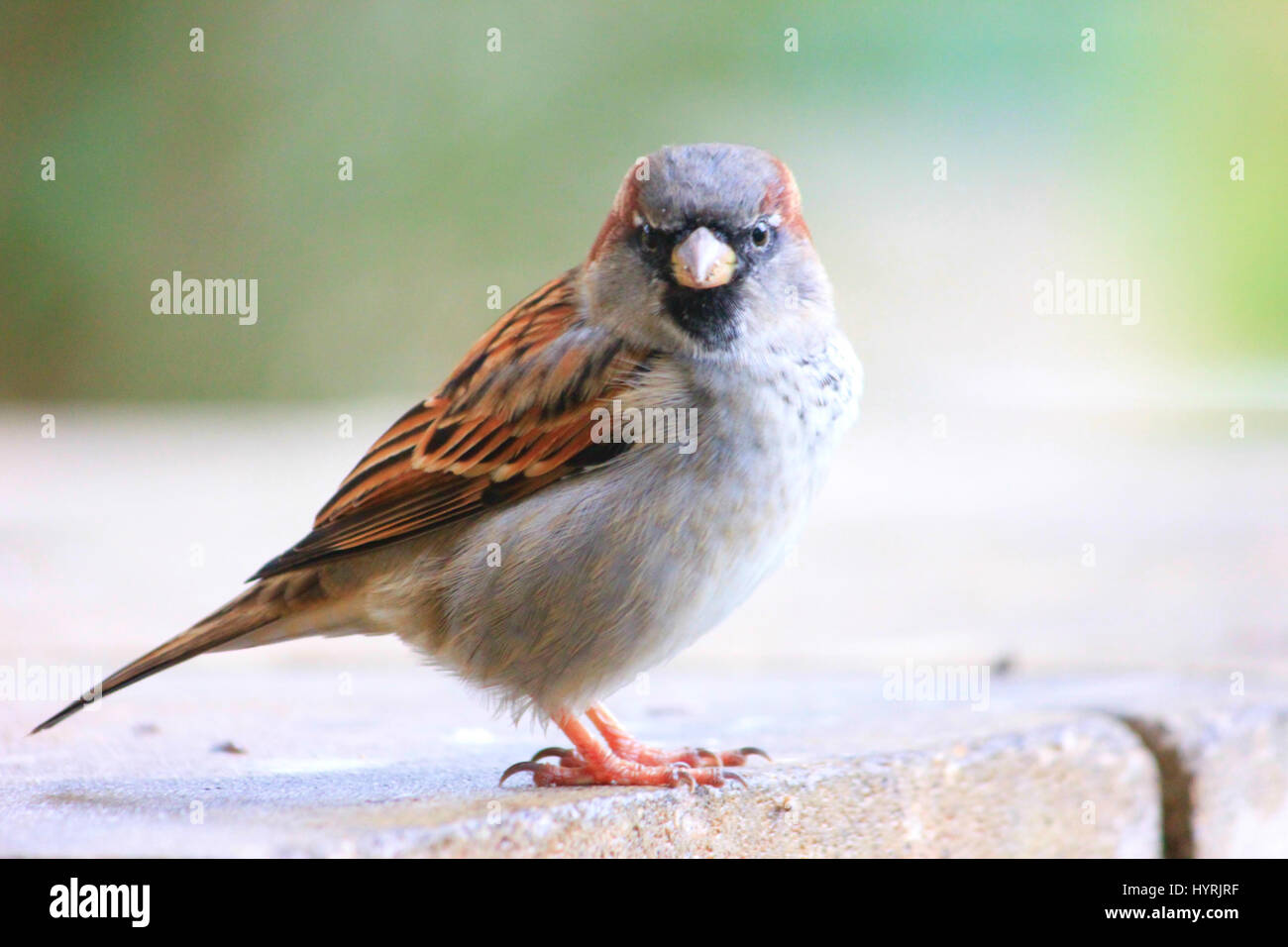 Curious bird hi-res stock photography and images - Alamy