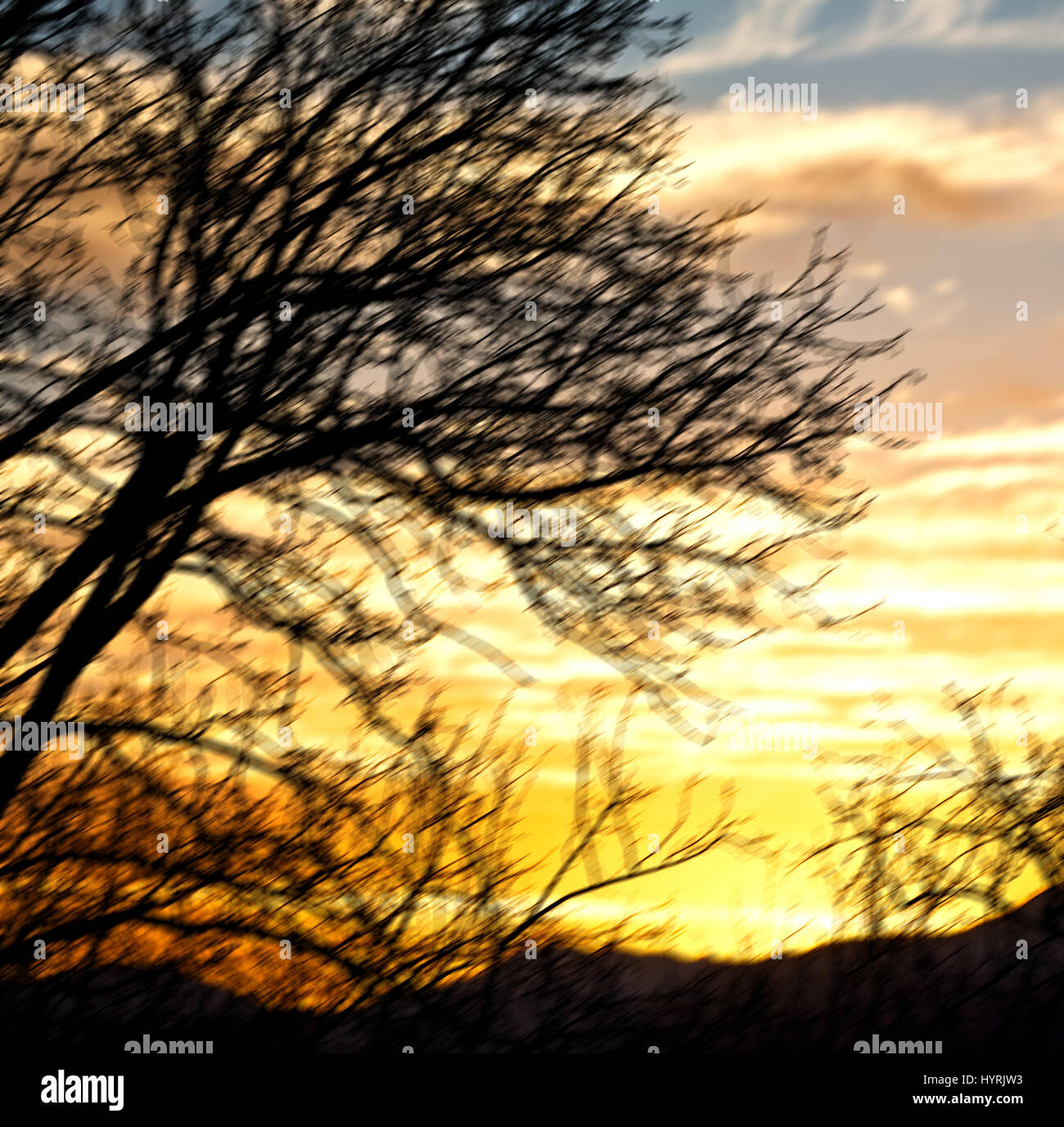 blur in south africa sunrise near branch tree like abstract background ...