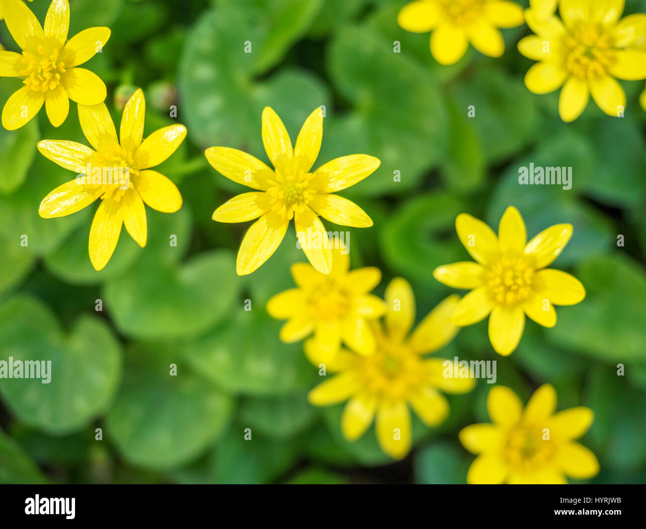 Verna bloom hi-res stock photography and images - Alamy