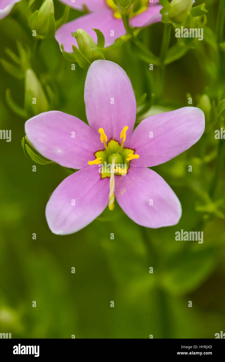 Prairie Rose Flower High Resolution Stock Photography and Images - Alamy