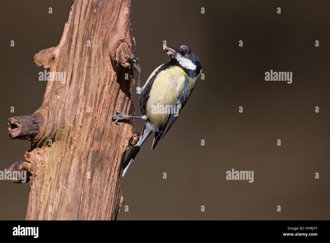 Great Tit Parus major with Avian Pox Norfolk March Stock Photo - Alamy