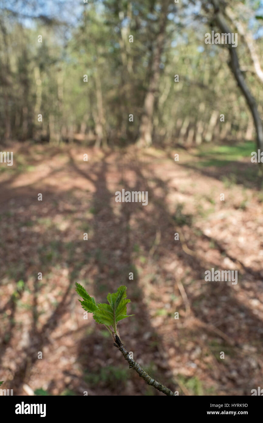 Rowan tree leaves hi-res stock photography and images - Alamy