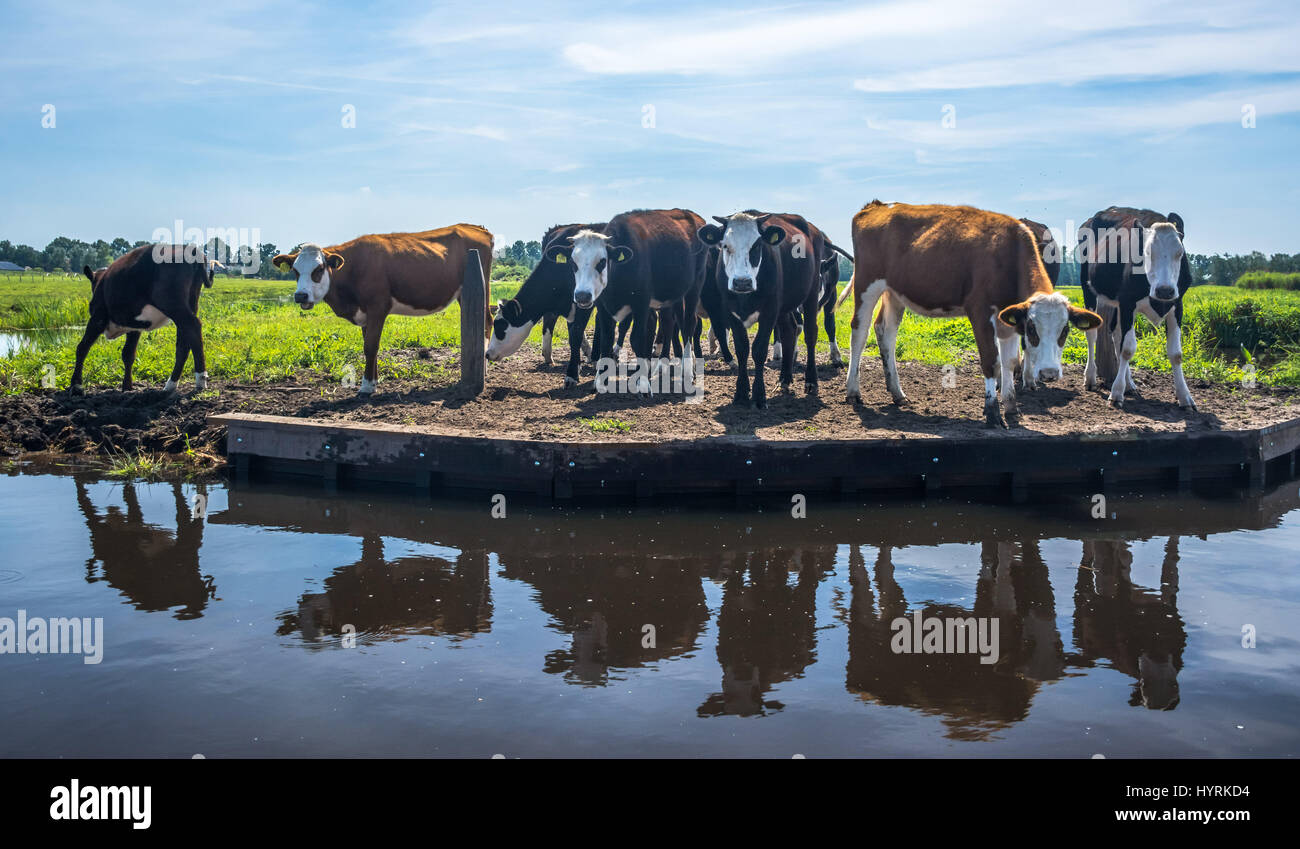 Dutch faces hi-res stock photography and images - Alamy