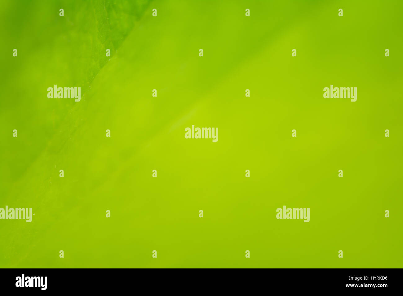 The fresh green color of a leaf Stock Photo - Alamy