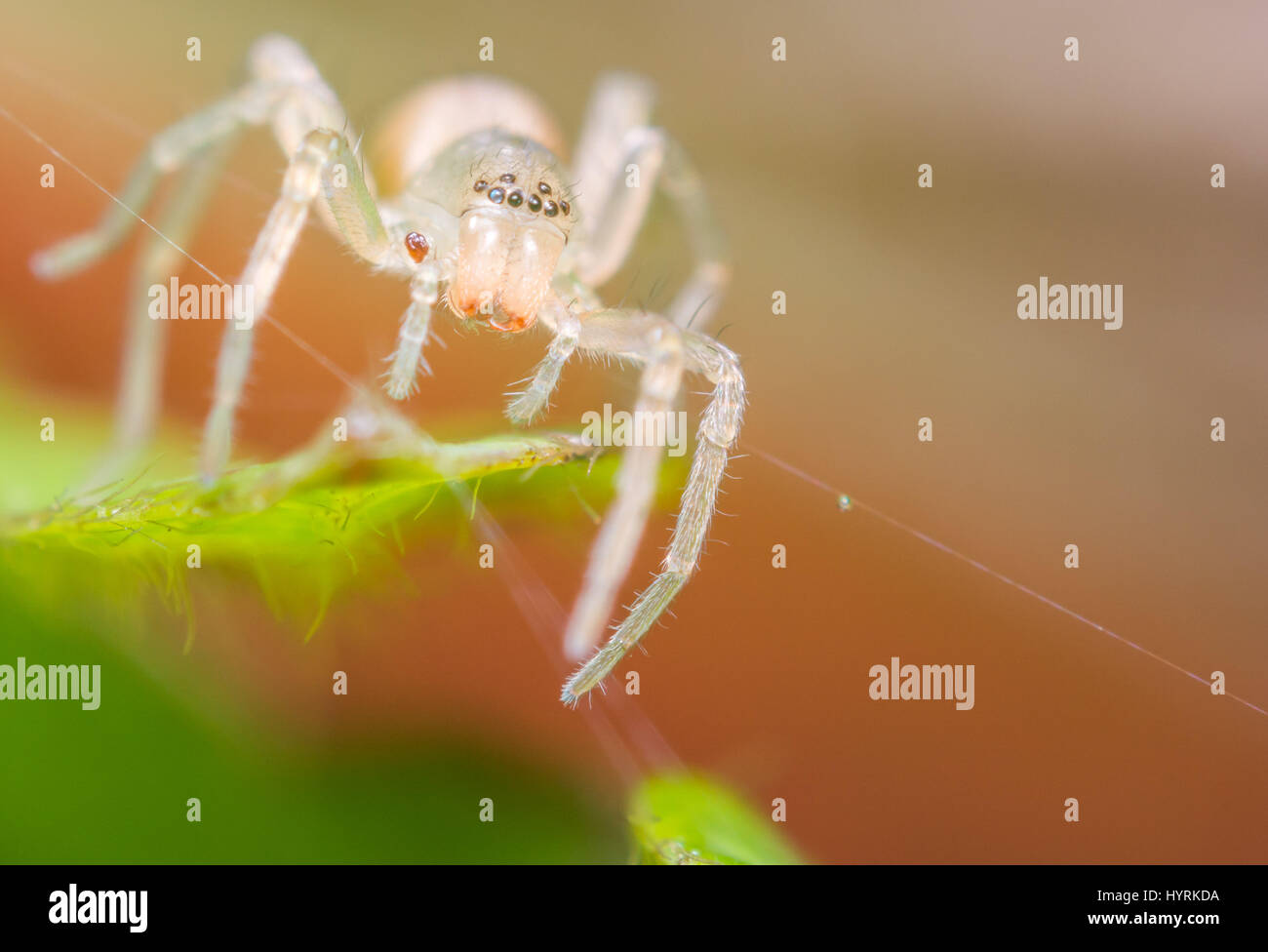 Spider walker hi-res stock photography and images - Alamy