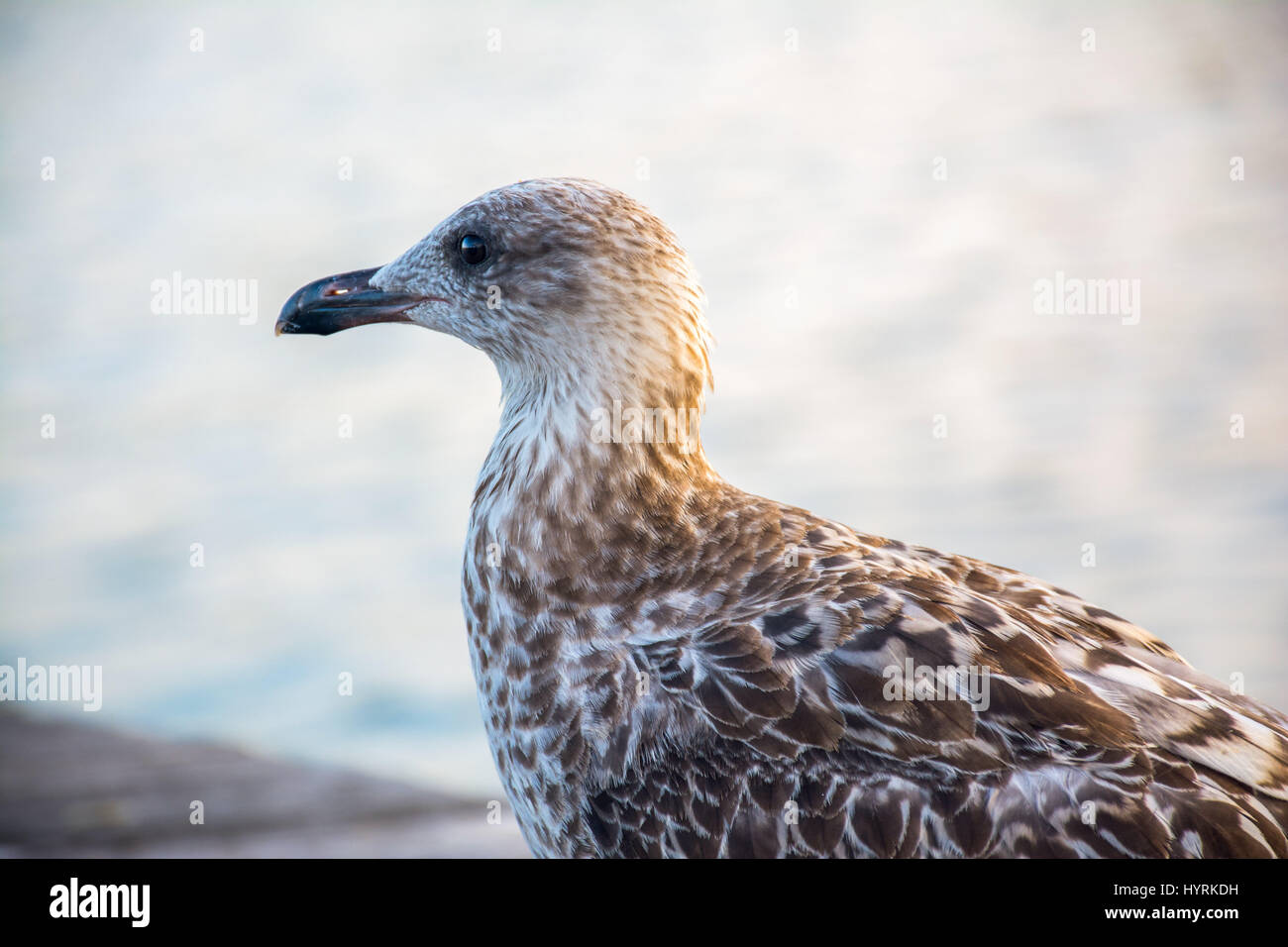 Side view close up of a seagull Stock Photo - Alamy