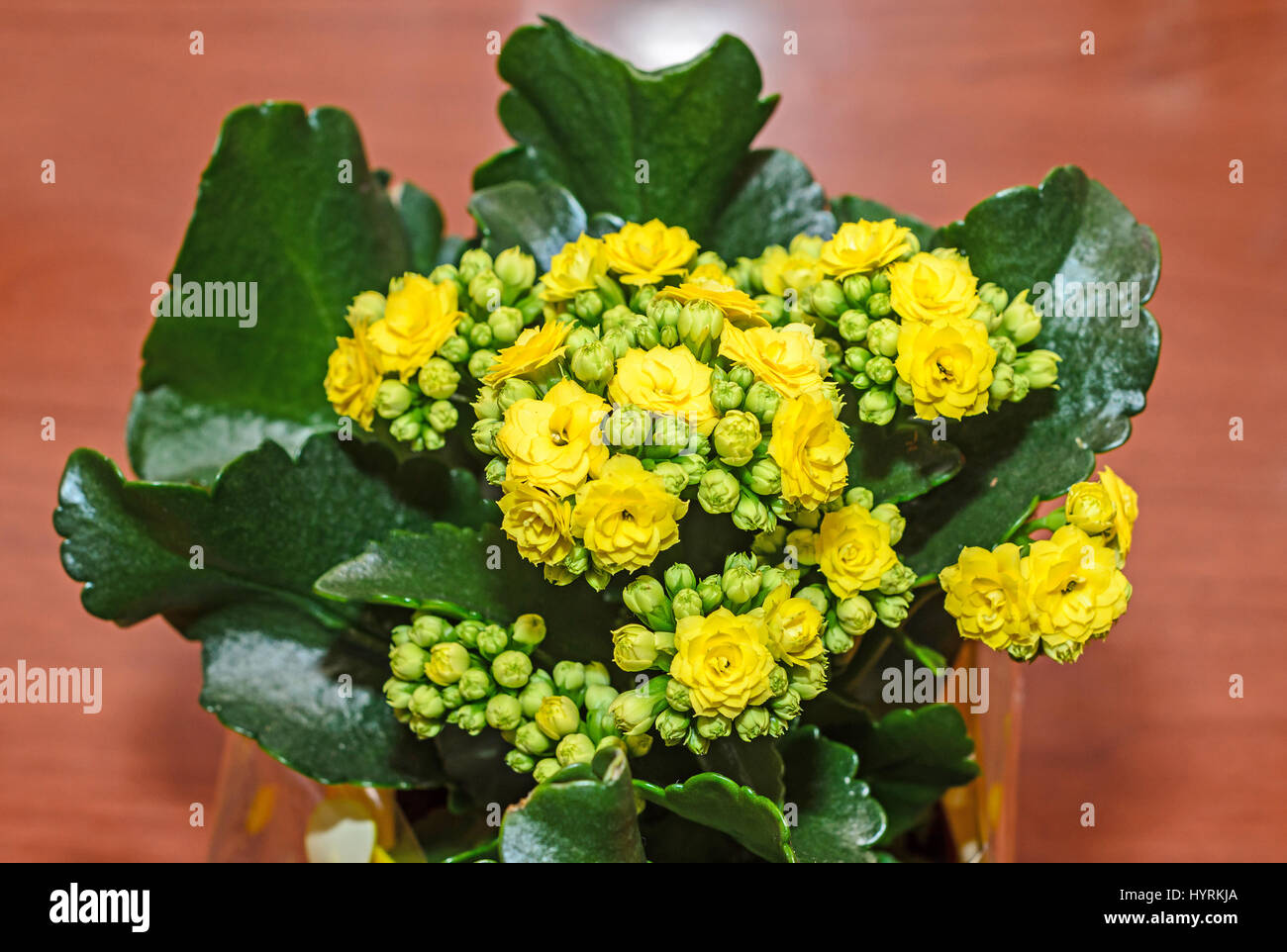 Yellow Calandiva flowers Kalanchoe, family Crassulaceae, wood ...