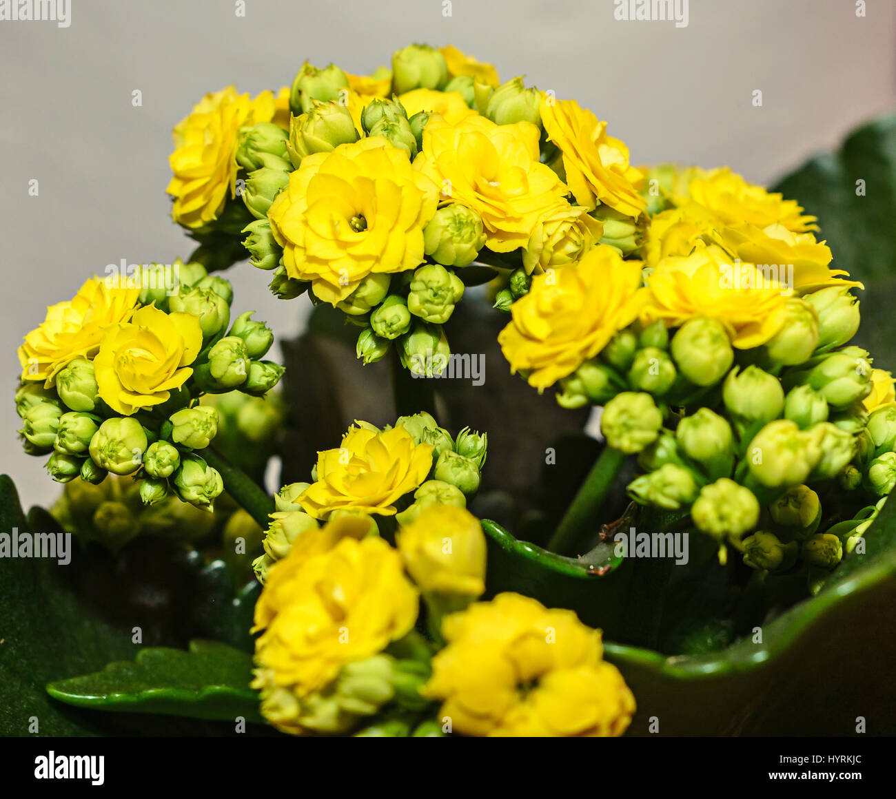 Yellow Calandiva flowers Kalanchoe, family Crassulaceae, close up Stock ...
