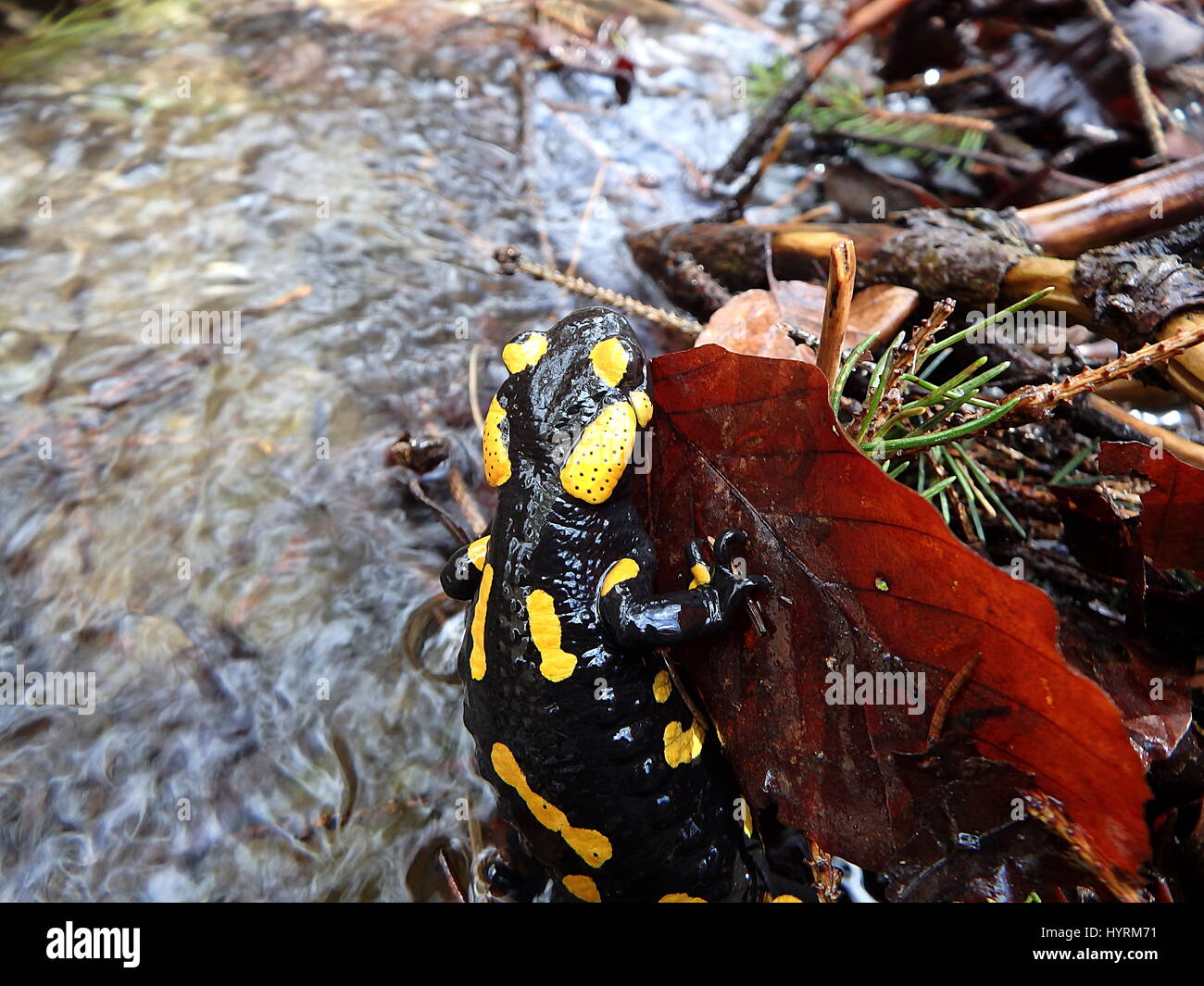 fire salamander, (Salamandra salamandra Stock Photo - Alamy