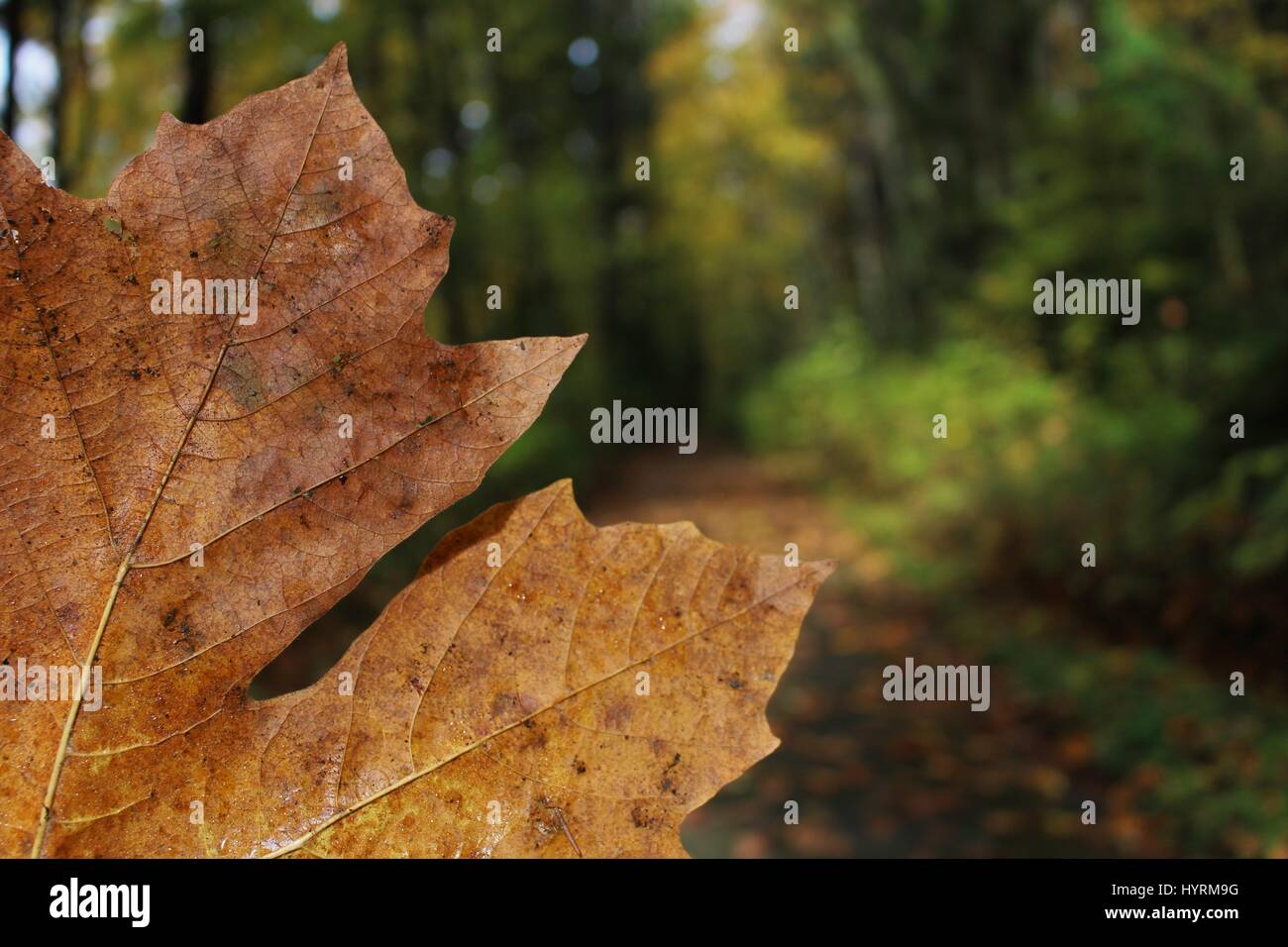 Flutter and fall hi-res stock photography and images - Alamy