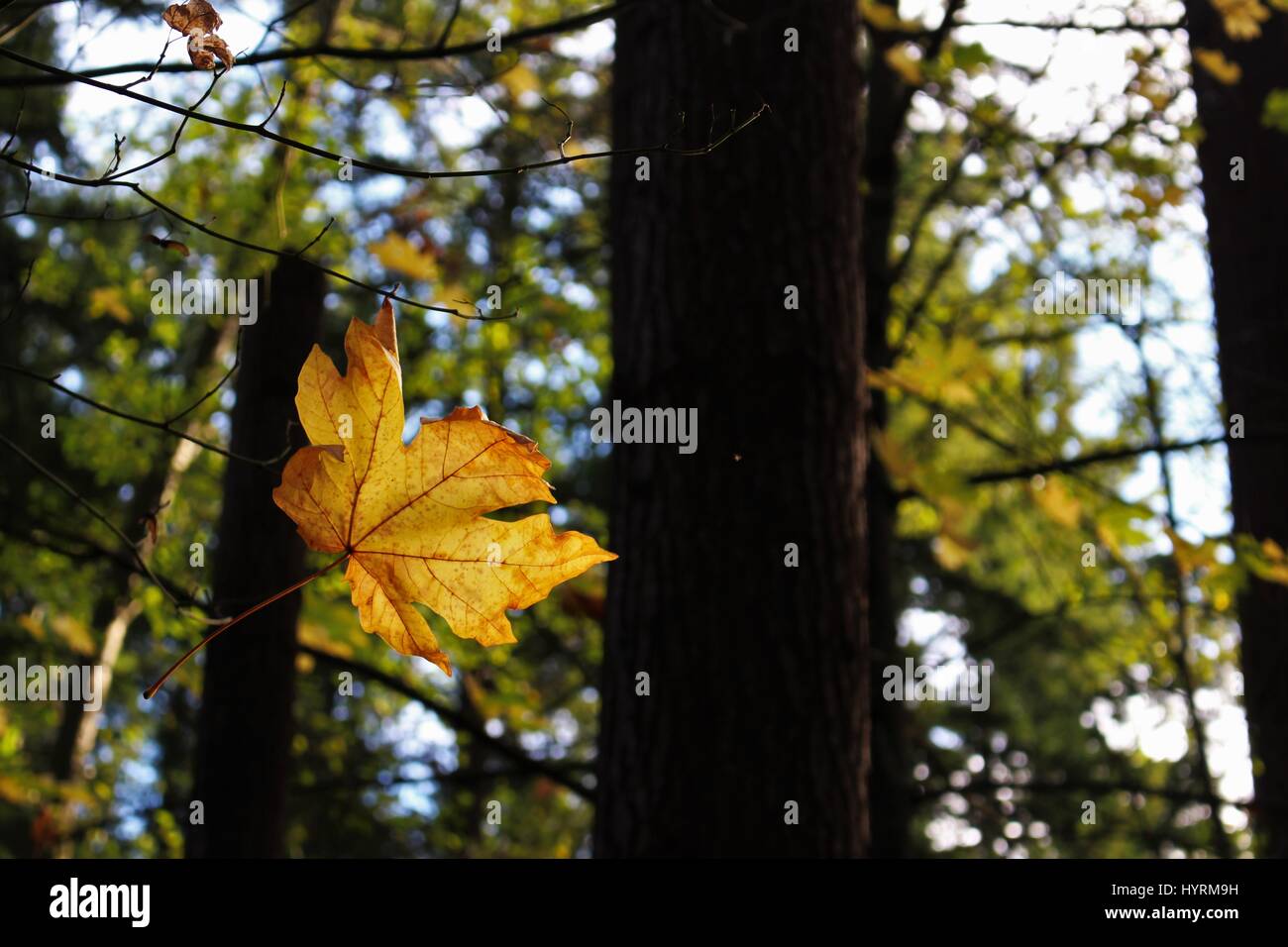 Usa free falling hi-res stock photography and images - Alamy