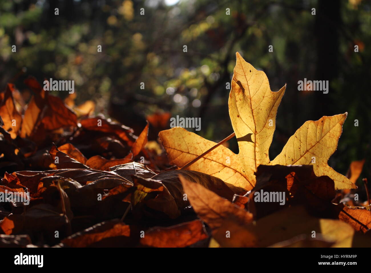 Golden crunch hi-res stock photography and images - Alamy